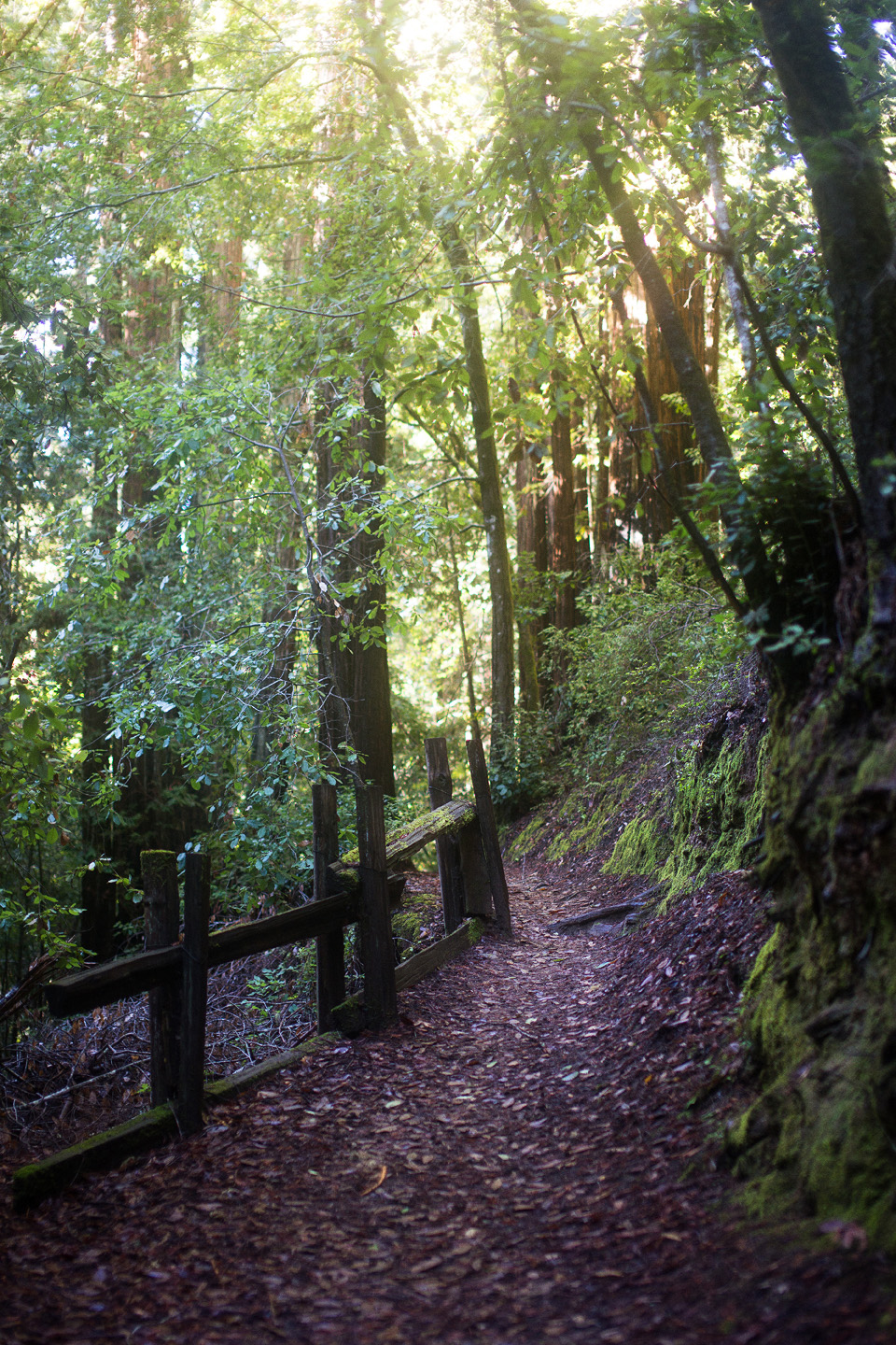 Traditional Gallery | Craig P. Burrows Photography